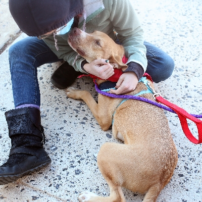 Homeless Animals Rescue Team: Catalogue for Philanthropy Greater ...